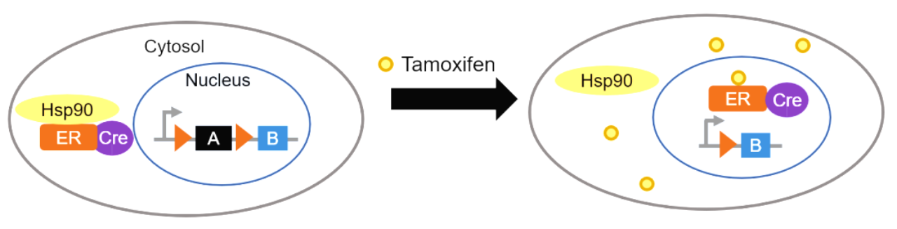 他莫昔芬诱导的CreERT2/loxP系统全解析：原理、泄露现象及实验设计指南